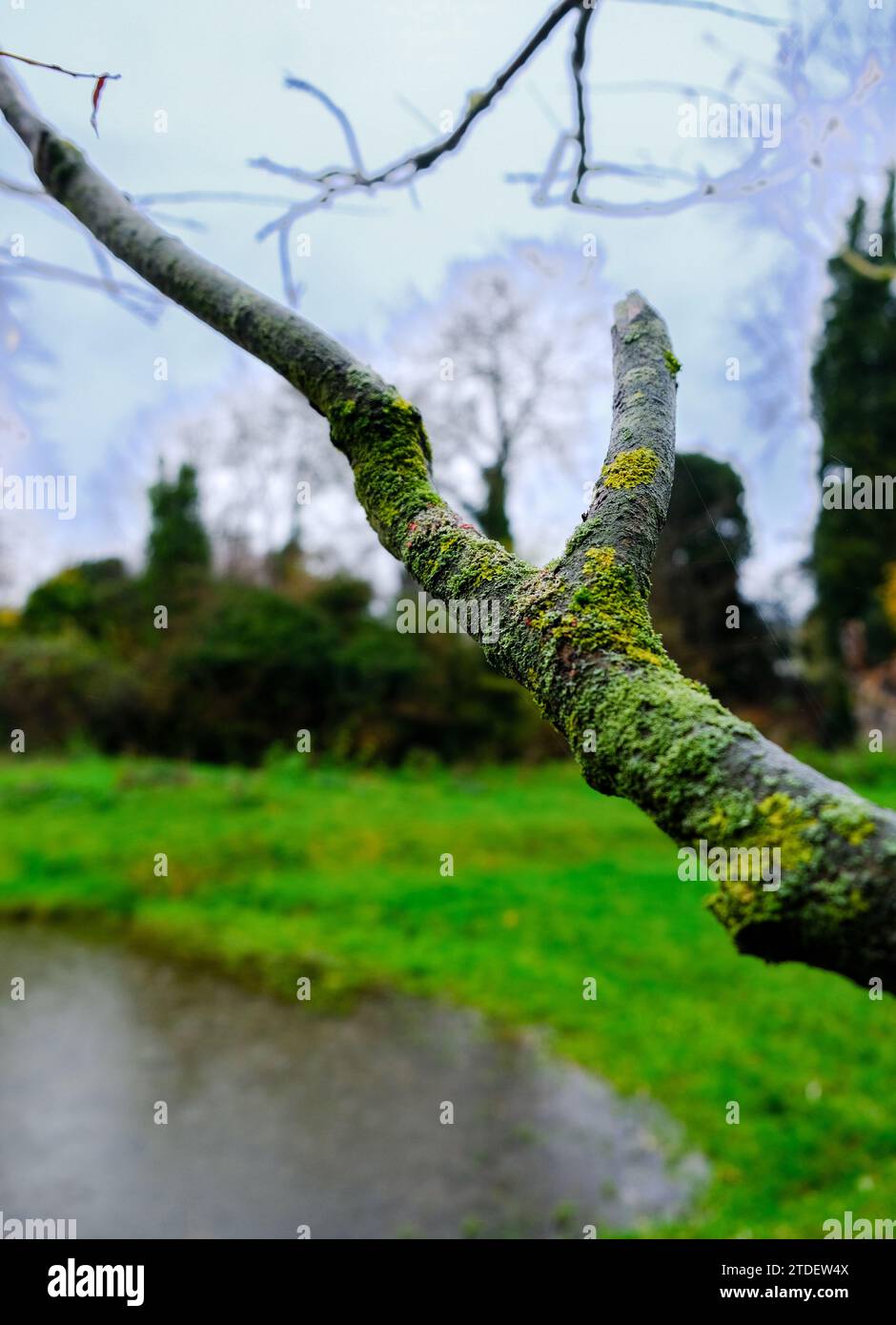 Green red and yellow moss on a tree branch on a cloudy day Stock Photo ...