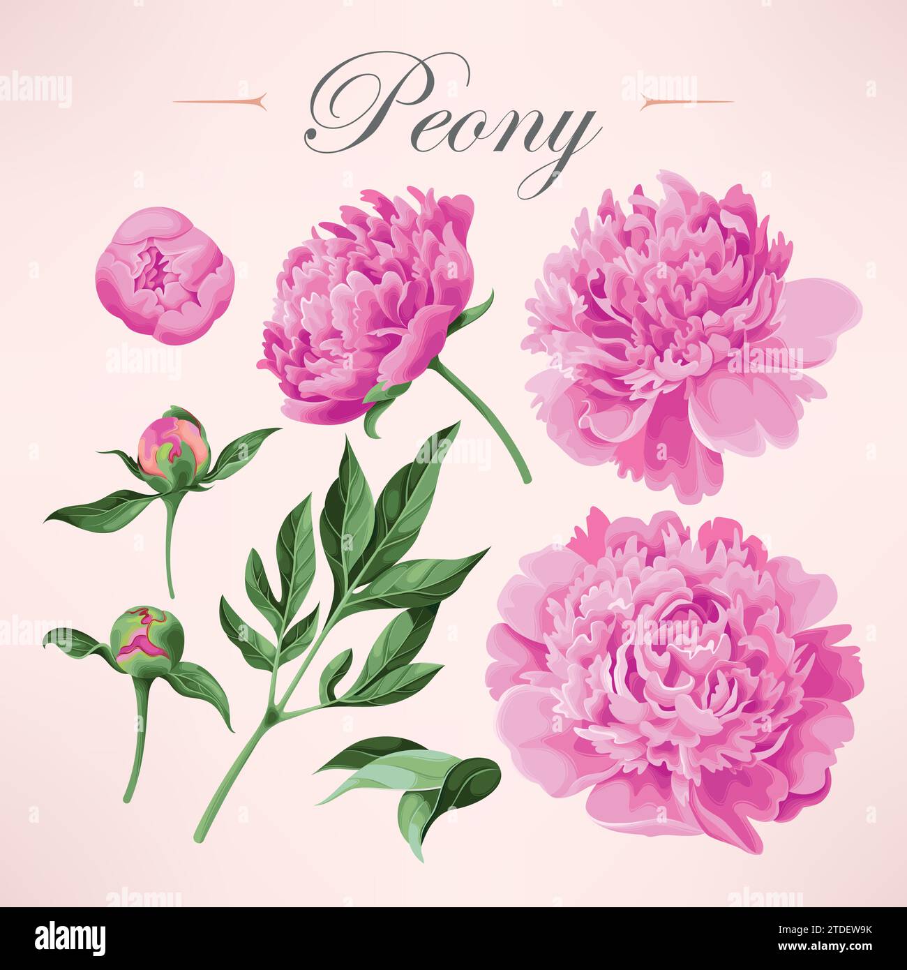 Set of peonies Stock Vector Image & Art - Alamy