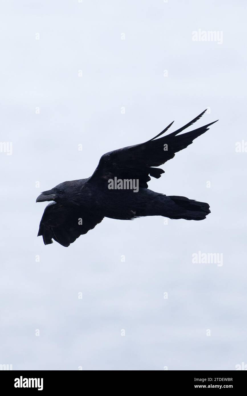 Northern Raven (Corvus corax) flying Cornwall August 2023 Stock Photo ...
