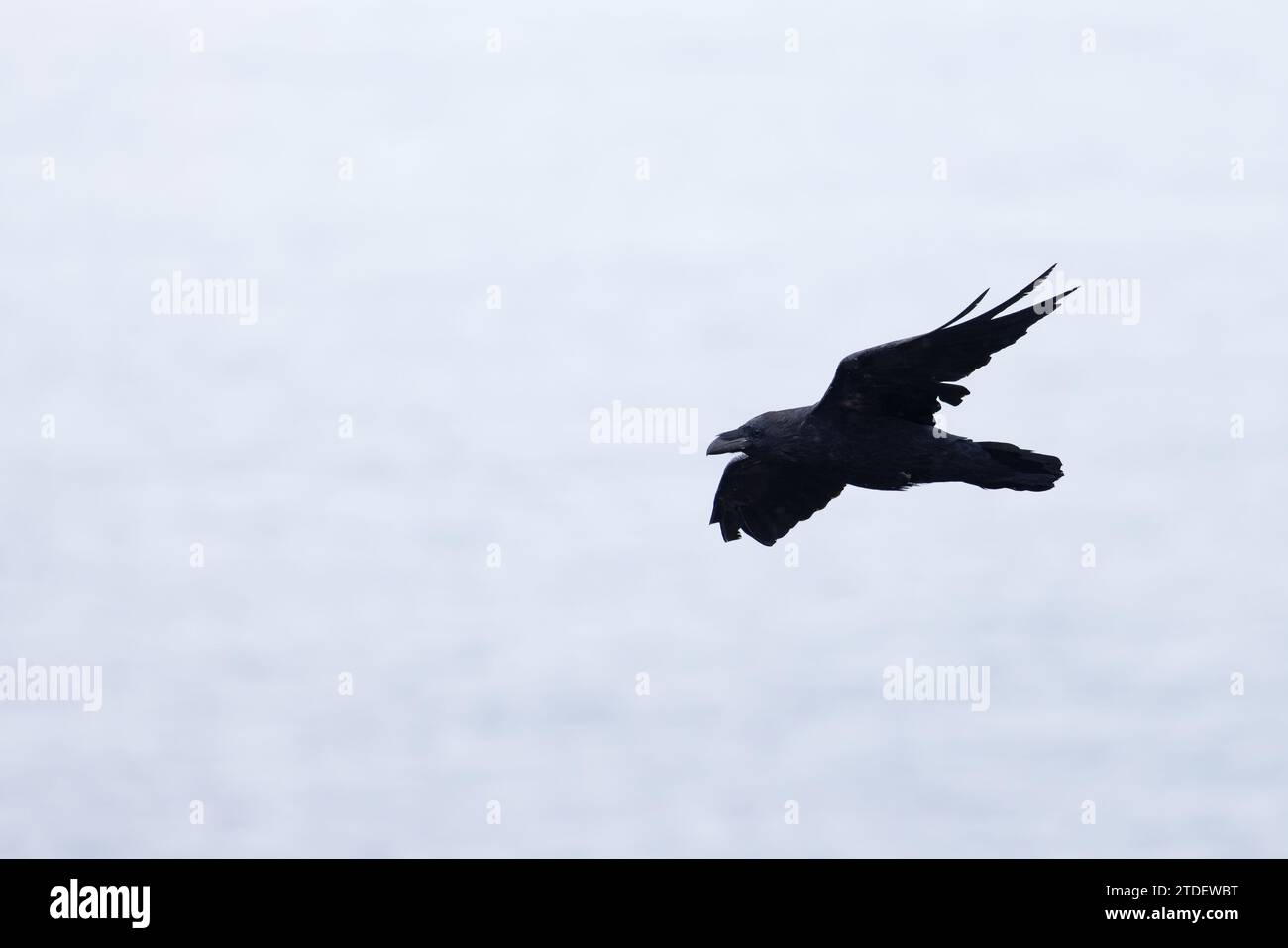 Northern Raven (Corvus corax) flying Cornwall August 2023 Stock Photo ...
