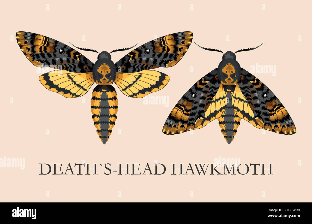 Deaths-head hawk moth Stock Vector Image & Art - Alamy