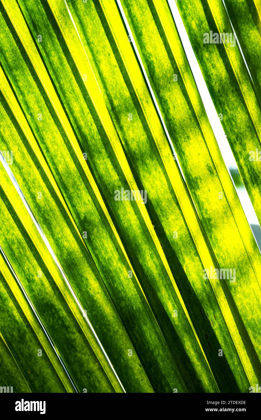 Palm leaf details. Tropical lush foliage texture Stock Photo - Alamy