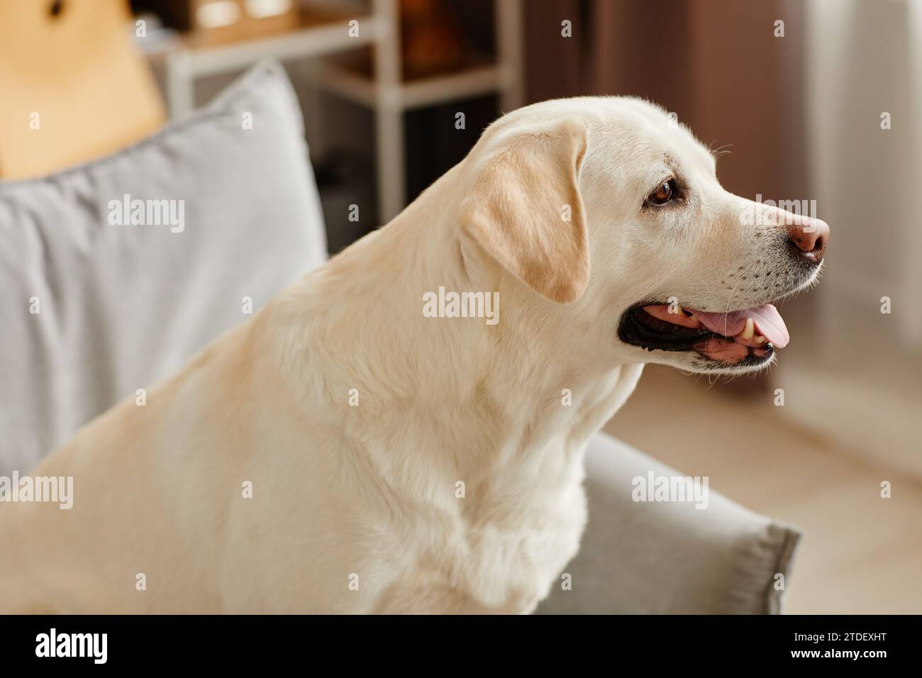 Side view portrait of big white labrador dog sitting on sofa in living ...