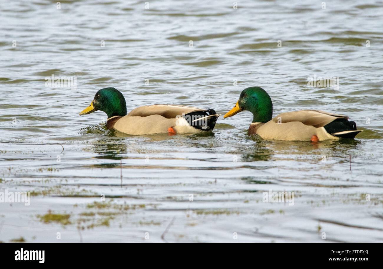 Two male Mallards (Anas platyrhynchos Stock Photo - Alamy