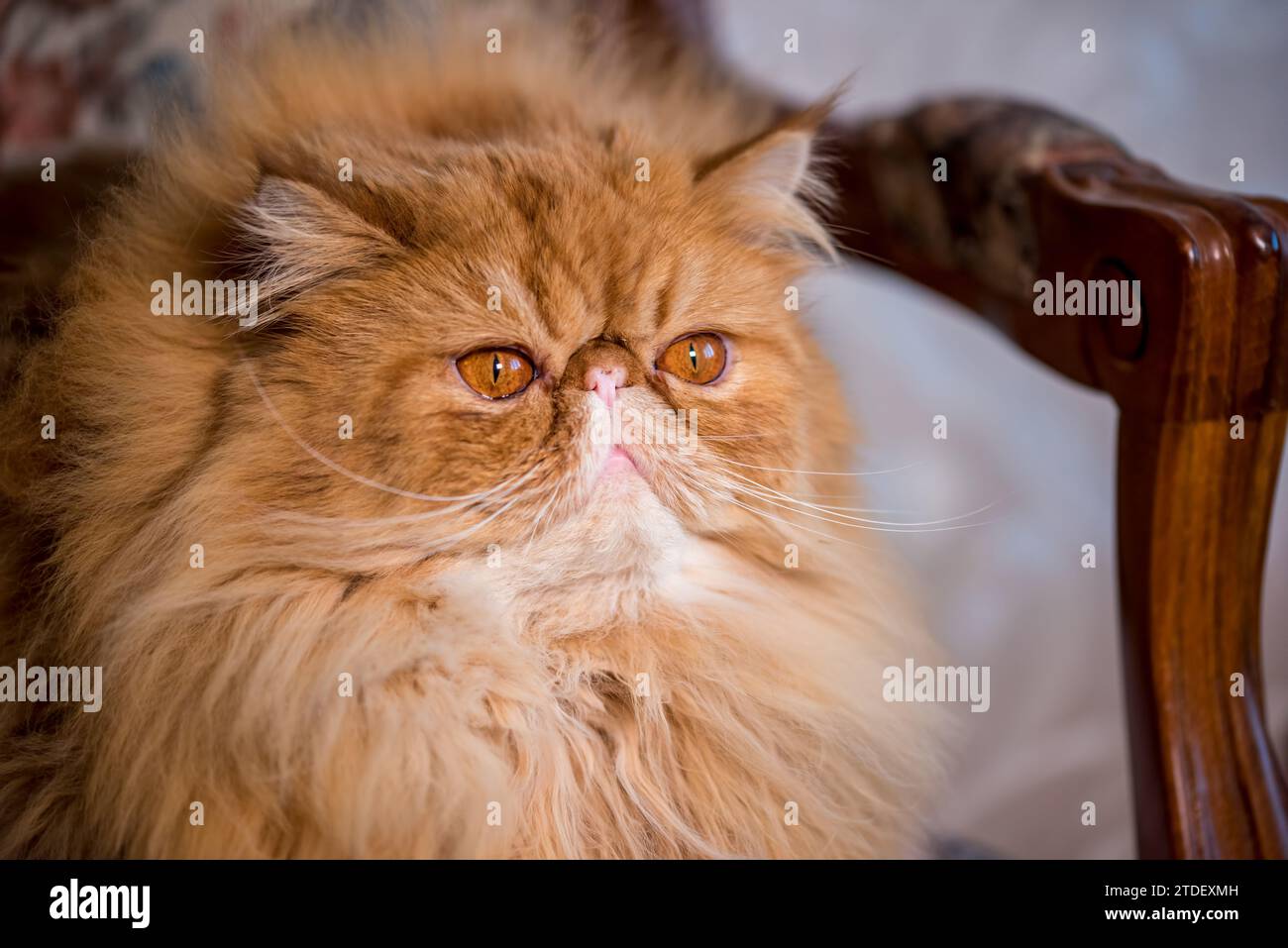 Cat persian haircut hi-res stock photography and images - Alamy