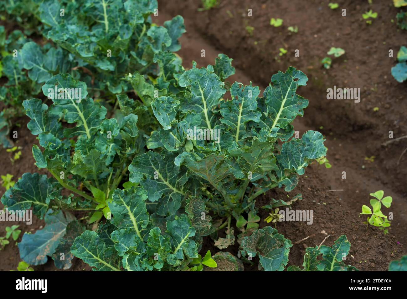 Fresh green curly kale leaf plantation in the garden in Batu, East Java ...