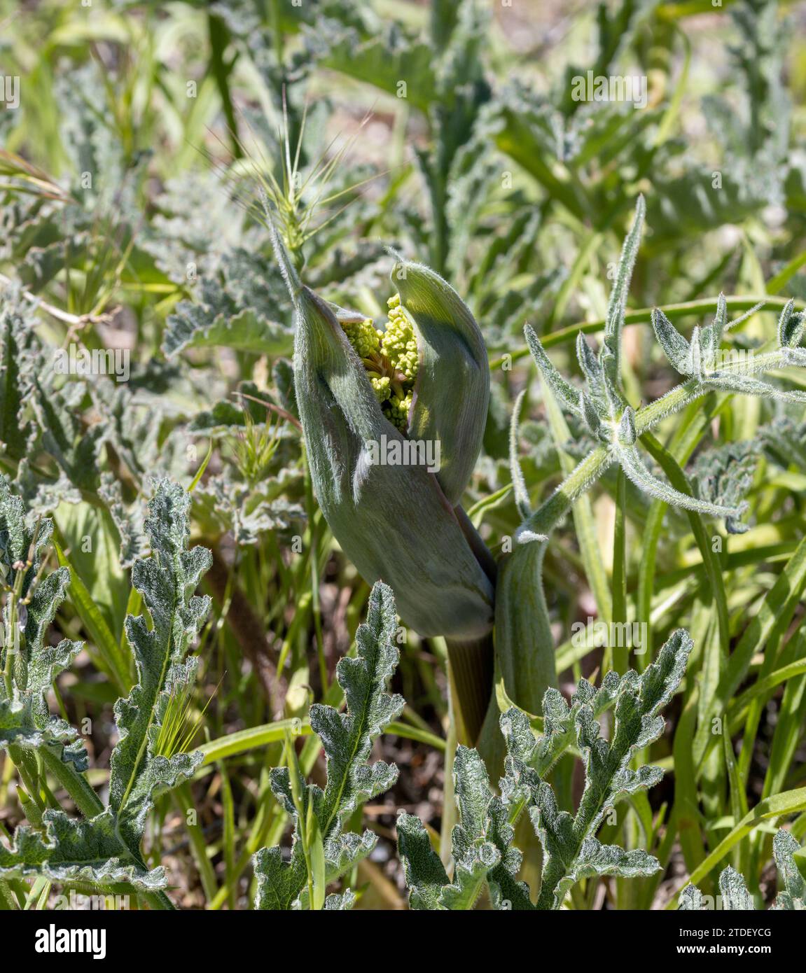 Villous deadly carrot plant hi-res stock photography and images - Alamy