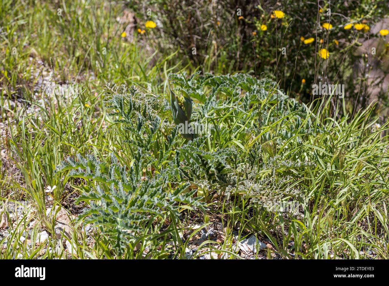 Thapsia hi-res stock photography and images - Alamy