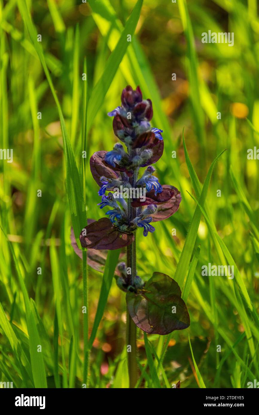 Ajuga reptans, Bugle Flower Stock Photo - Alamy