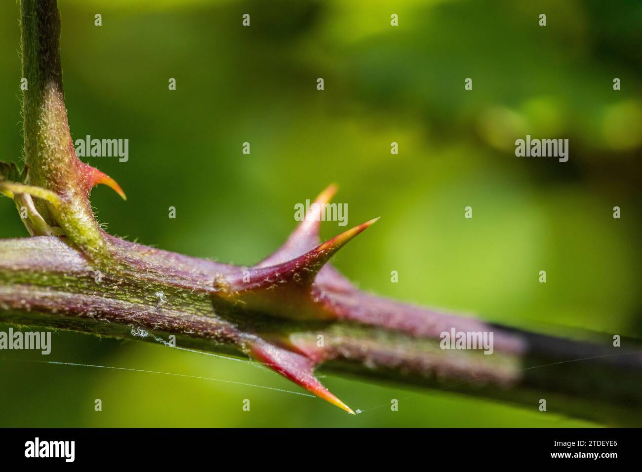Prickly spike hi-res stock photography and images - Alamy