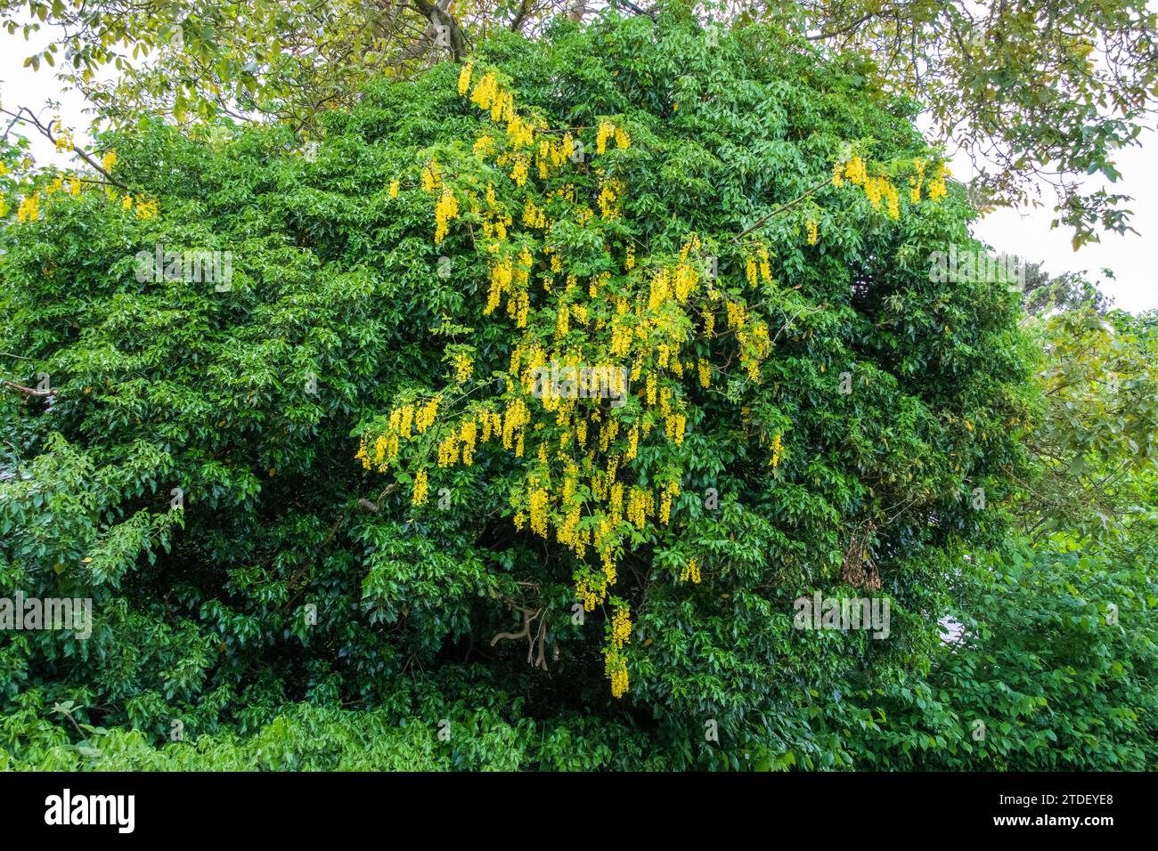 Laburnum alpinum, Scottish Laburnum Stock Photo - Alamy