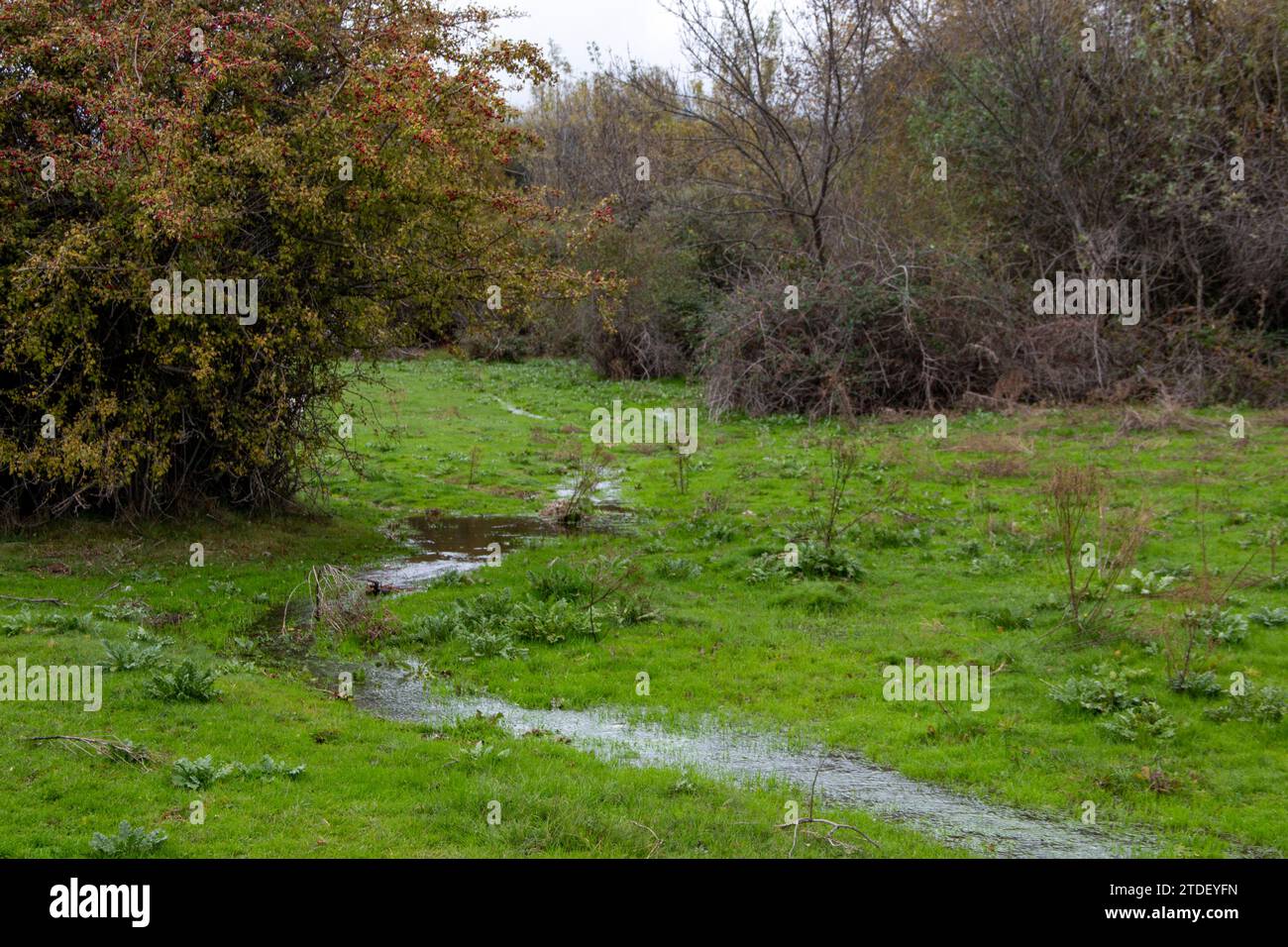 Stream water running through agricultural hi-res stock photography and ...