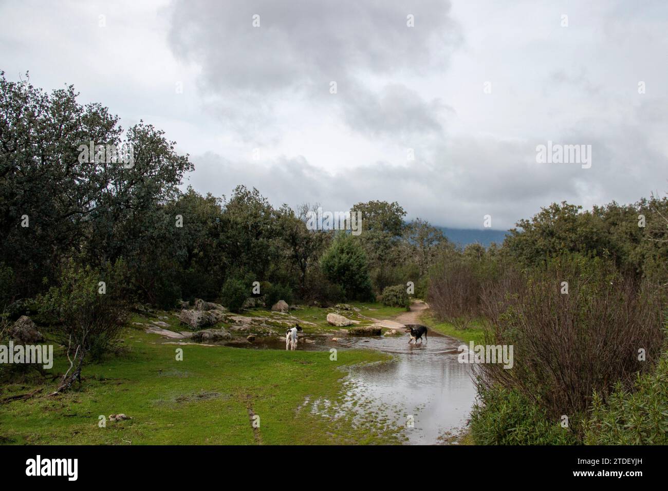 Stream water running through agricultural hi-res stock photography and ...