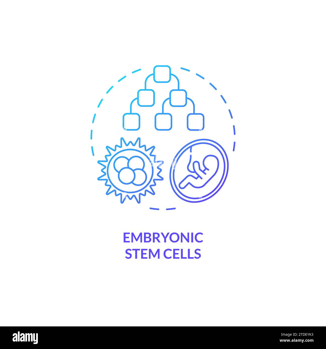 Thin line simple gradient embryonic stem cells icon concept Stock Vector Image & Art - Alamy