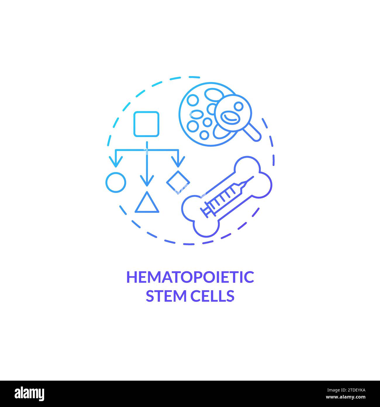 Thin line gradient hematopoietic stem cells icon concept Stock Vector Image & Art - Alamy