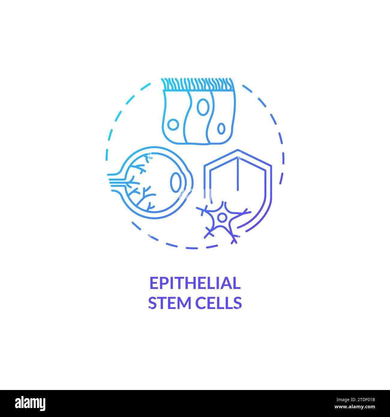Thin line simple gradient epithelial stem cells icon concept Stock Vector Image & Art - Alamy