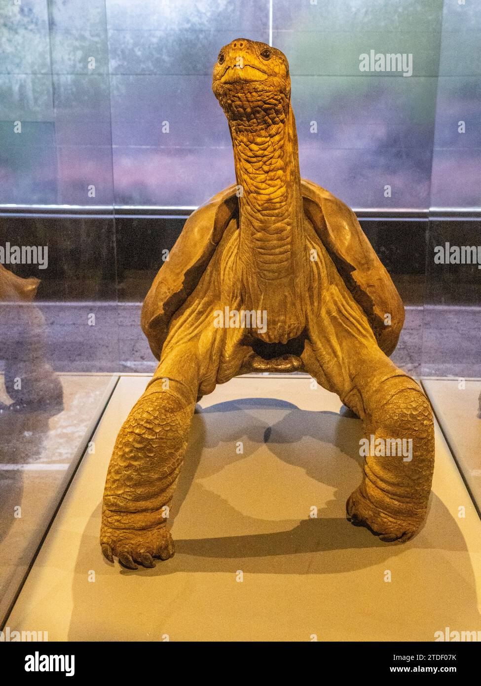 Preserved Galapagos giant tortoise (Chelonoidis spp), known as Lonesome ...