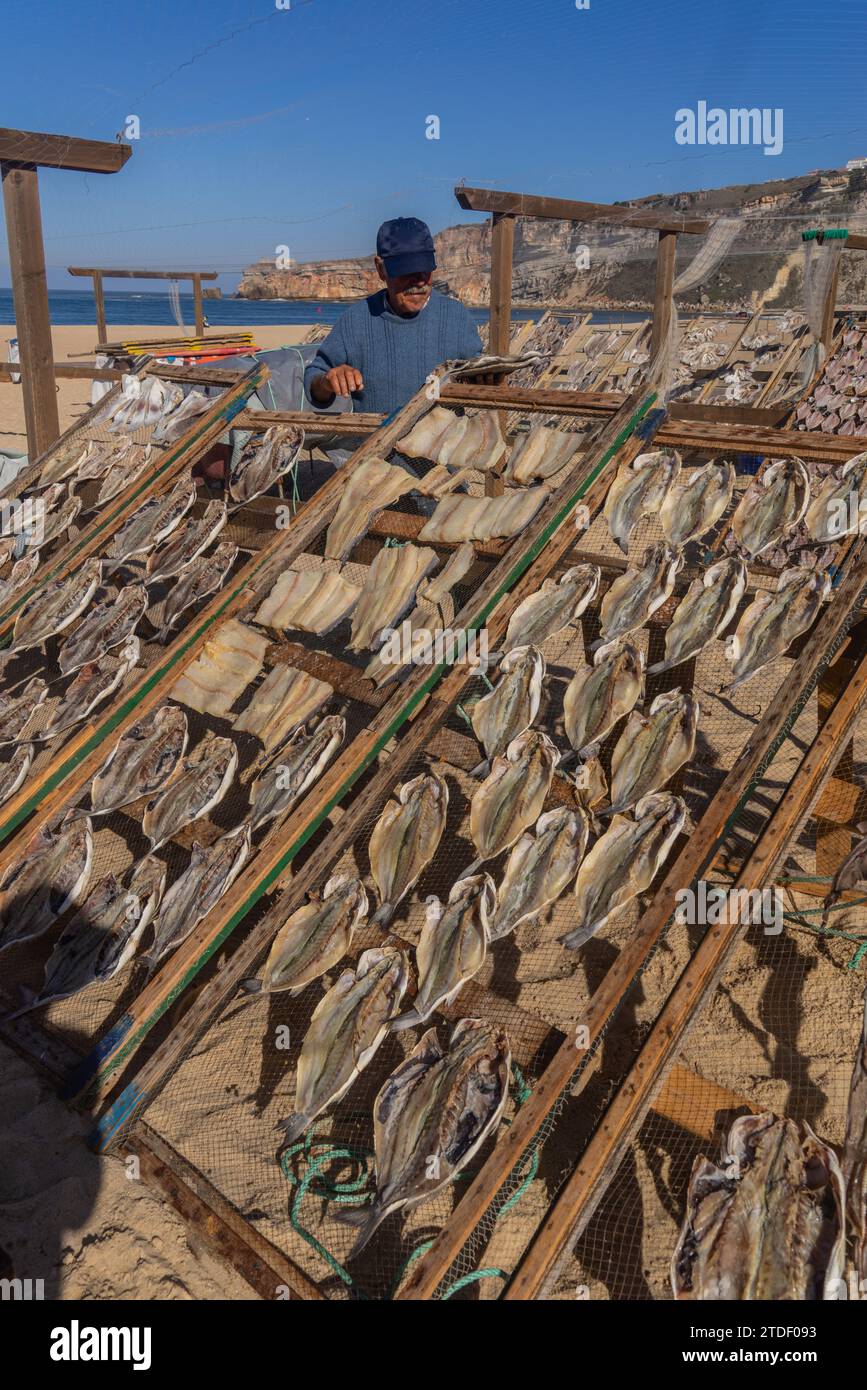 Local fisherman sun drying fish in the fishing village of Nazare, Oeste ...