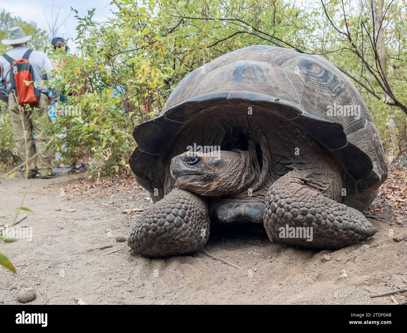 Wild Galapagos giant tortoise (Chelonoidis spp), found in Urbina Bay ...