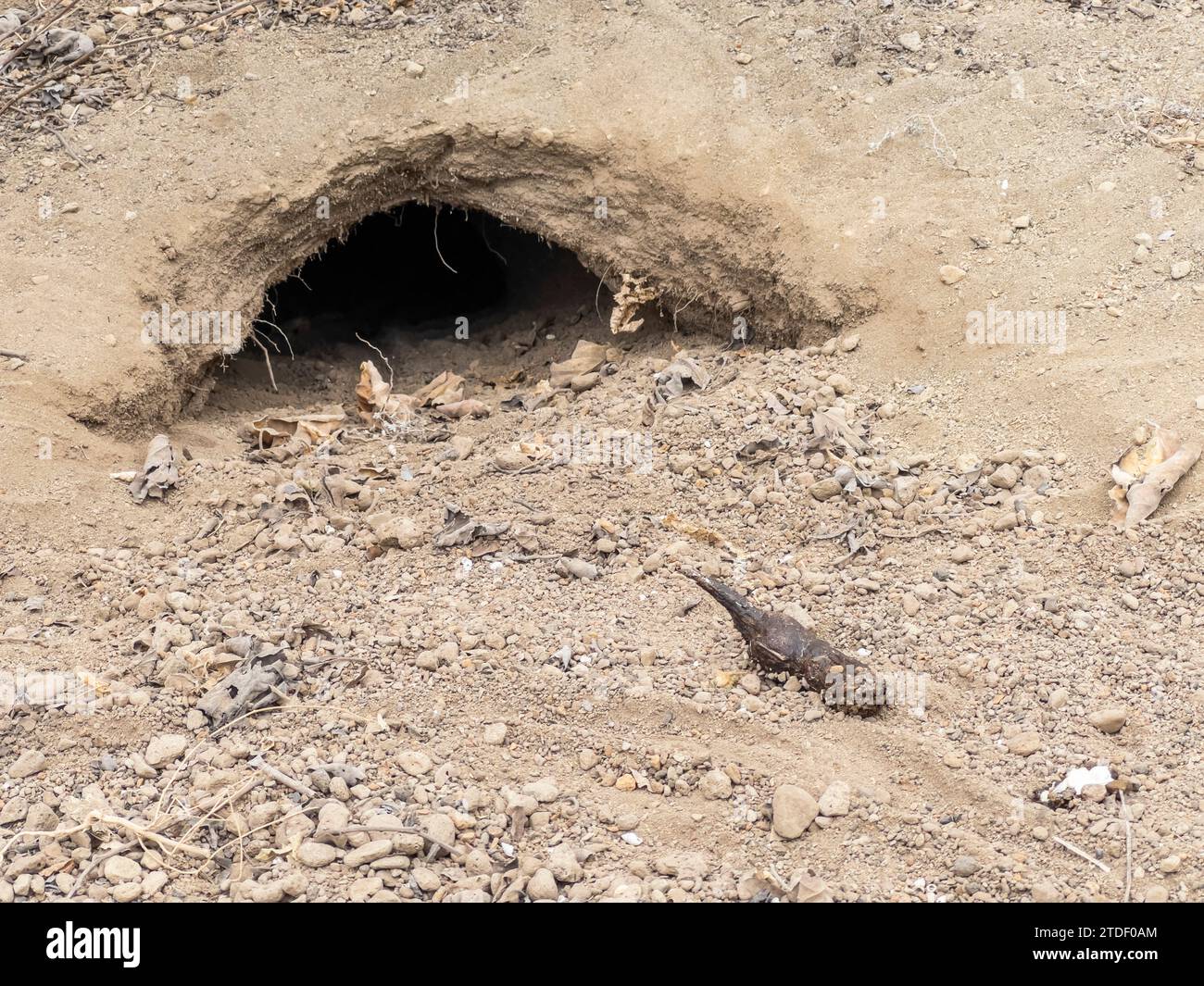 An adult Galapagos land iguana (Conolophus subcristatus) burrow in ...