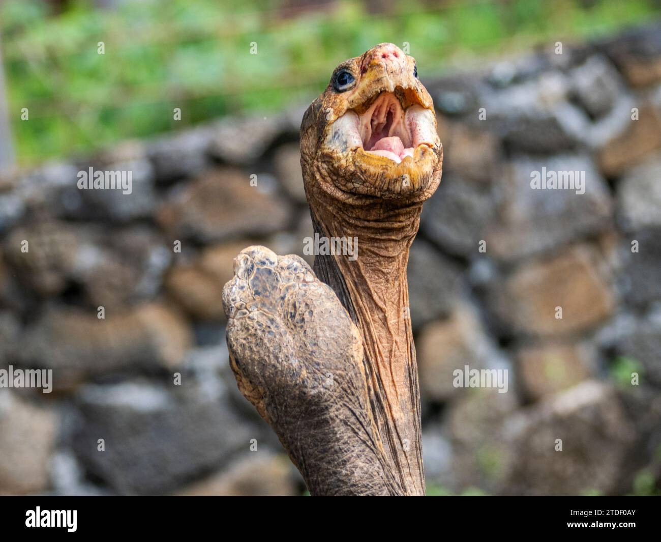 Captive Galapagos giant tortoises (Chelonoidis spp), Charles Darwin ...