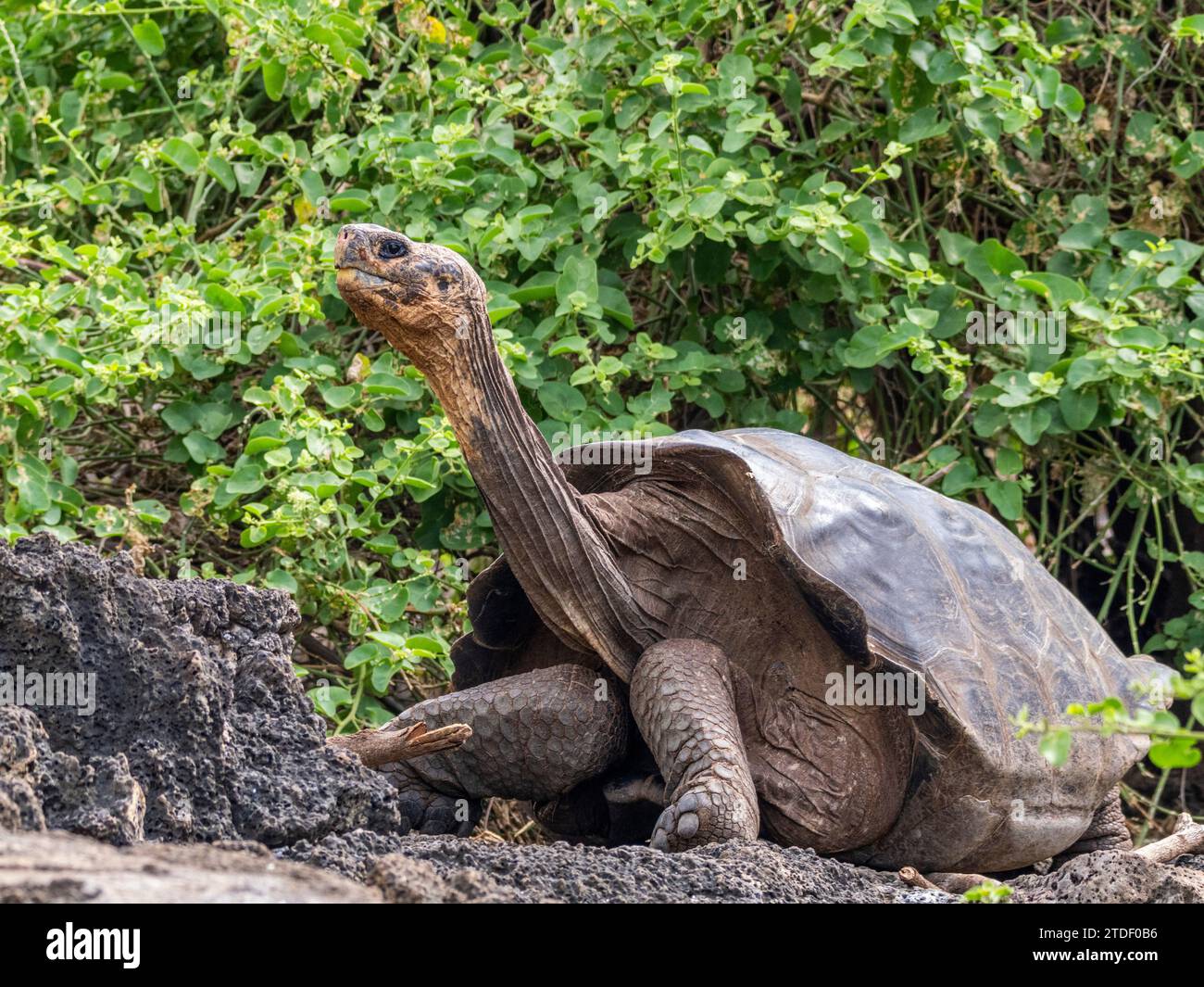 Captive Galapagos giant tortoise (Chelonoidis spp), Charles Darwin ...