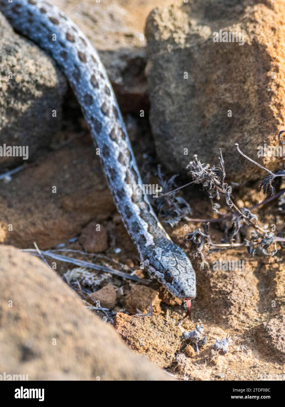 An adult Galapagos racer (Pseudalsophis biserialis), at Punta Pitt, San ...