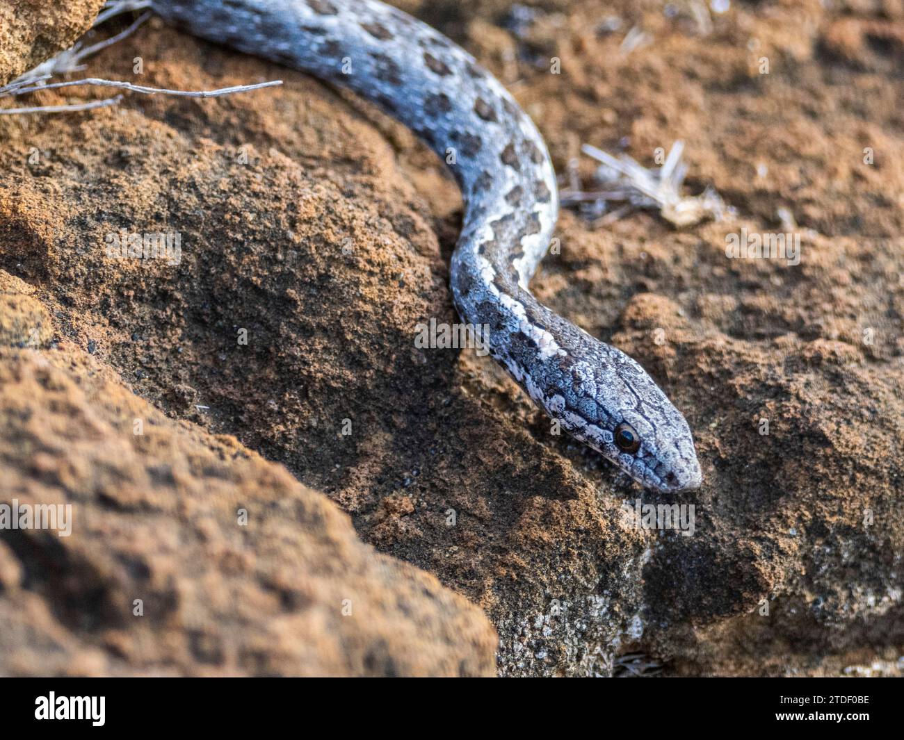 An adult Galapagos racer (Pseudalsophis biserialis), at Punta Pitt, San ...