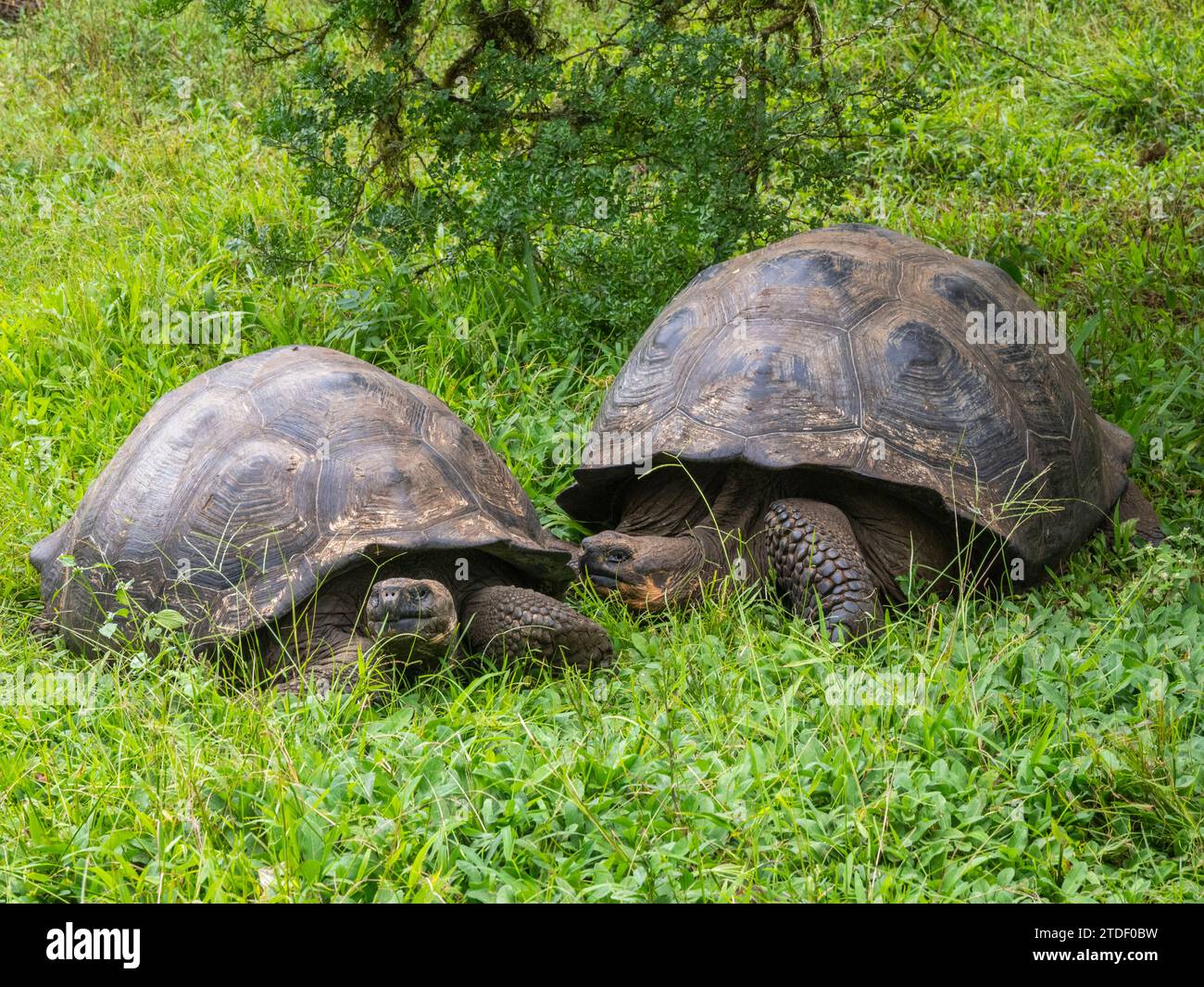 Galapagos tortoises person hi-res stock photography and images - Alamy