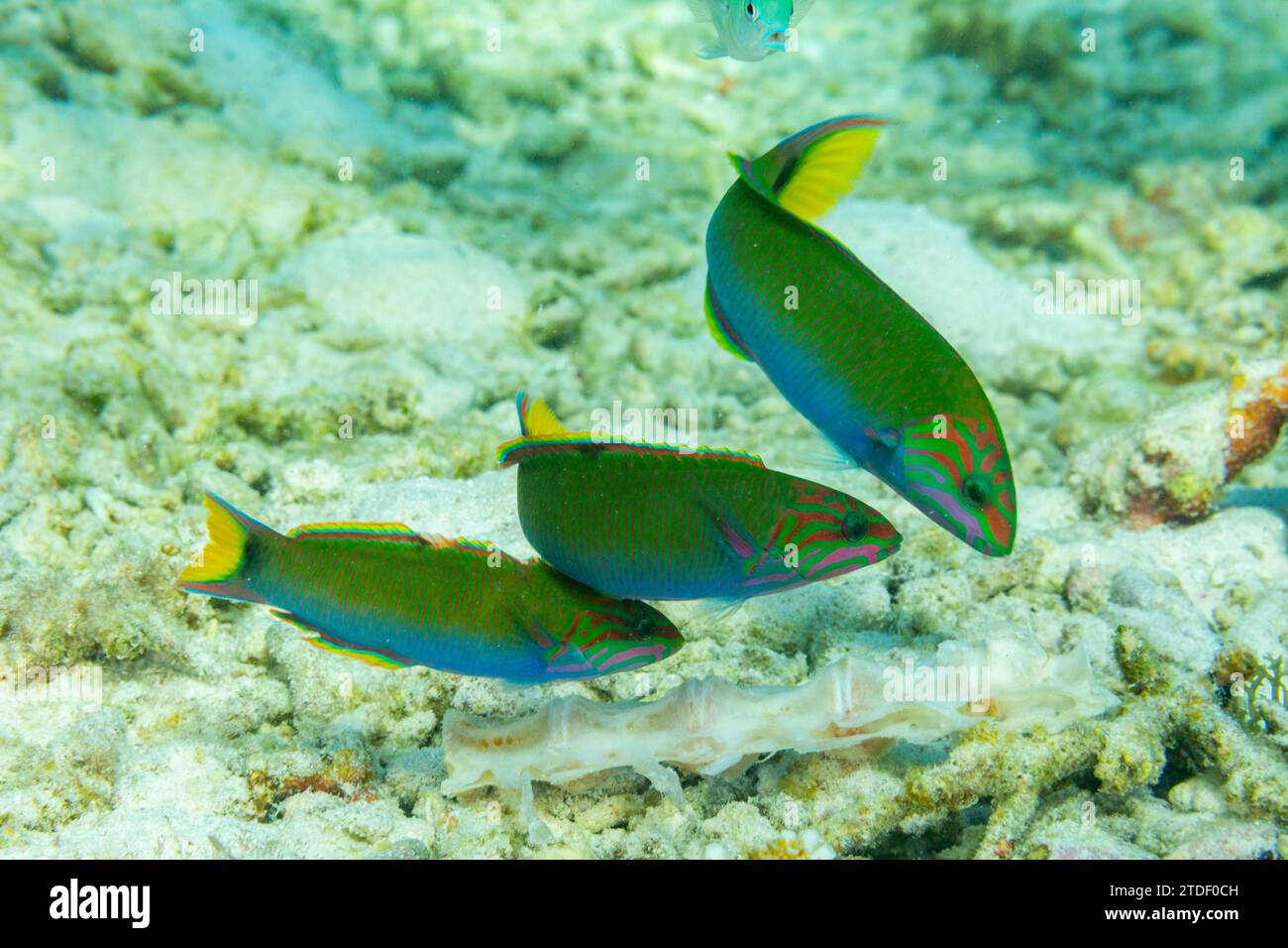 Three adult moon wrasse (Thalasomma lunare), on the reef off Port ...