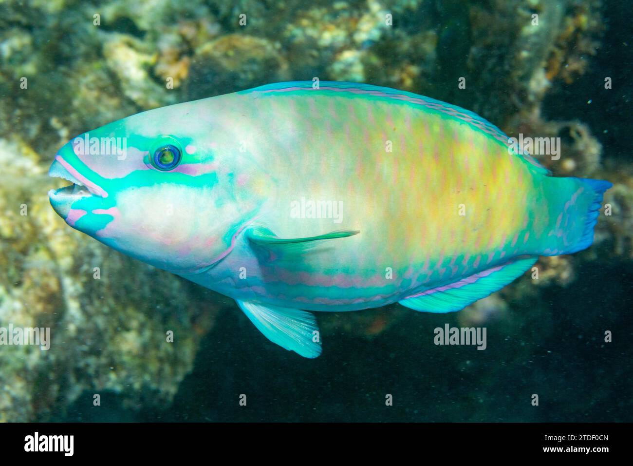 Pacific bullethead parrotfish hi-res stock photography and images - Alamy