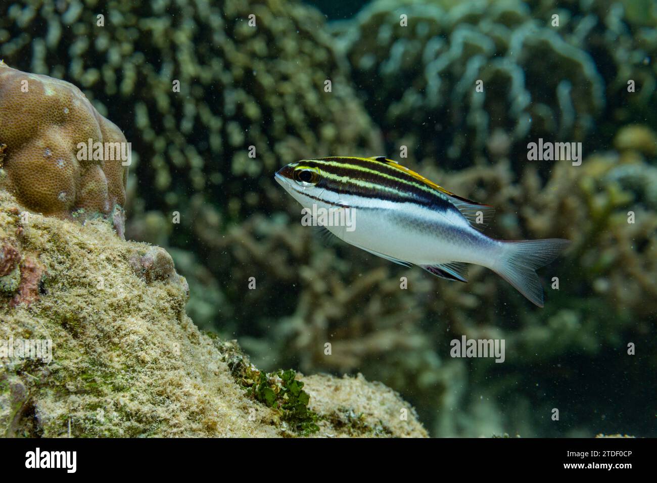 An adult bridled monocle bream (Scolopsis bilineata), off the reef on ...