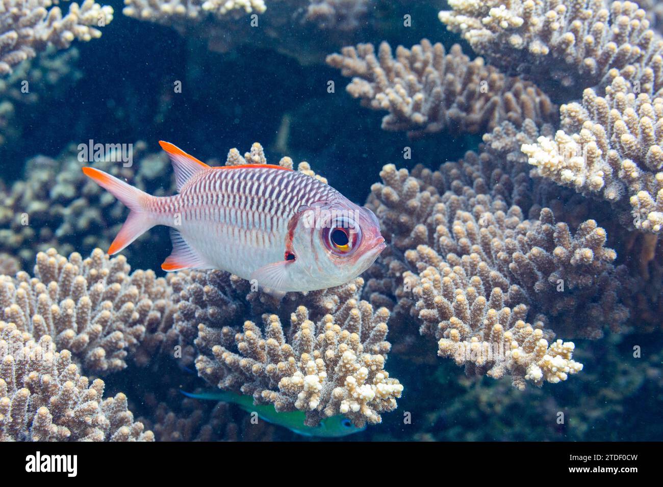 An adult soldierfish hi-res stock photography and images - Alamy