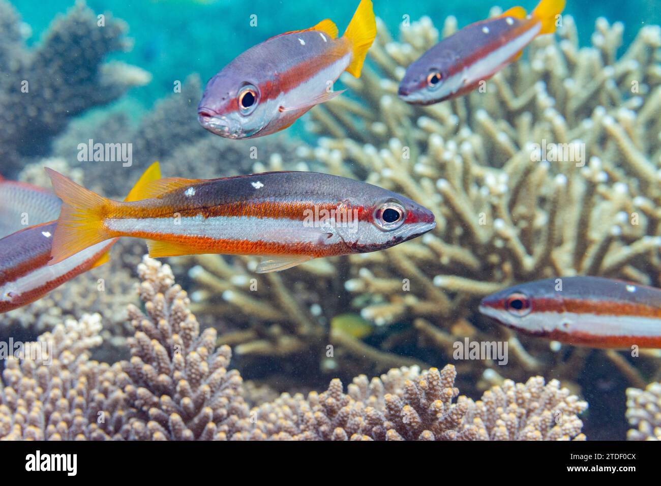 An adult twospot snapper (Lutjanus biguttatus), on the reef off Wohof ...