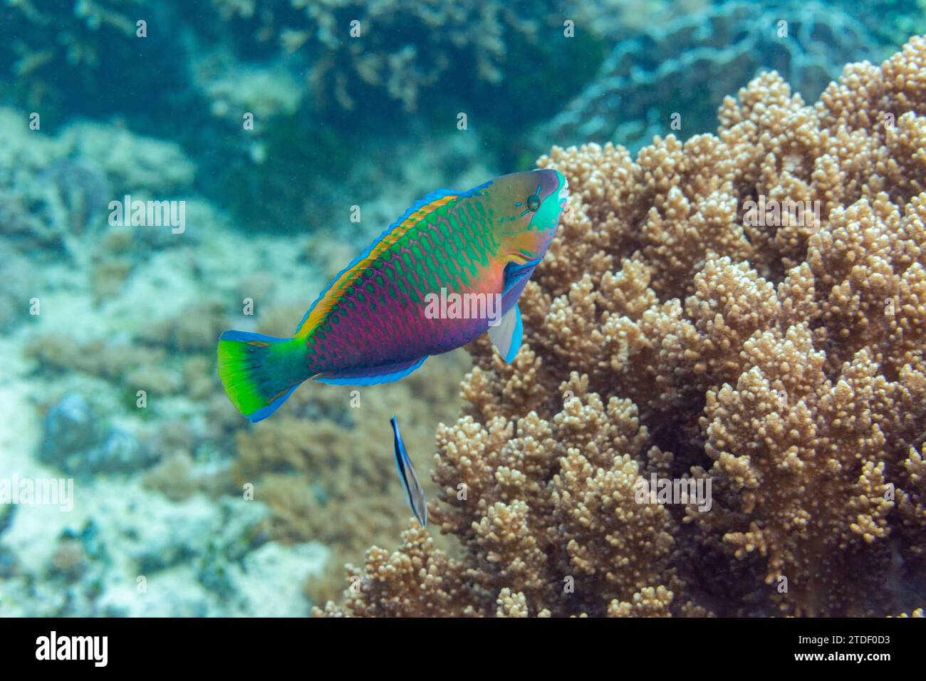 An adult Bleekers parrotfish (Chlorurus bleekeri), off the reef on Kawe ...