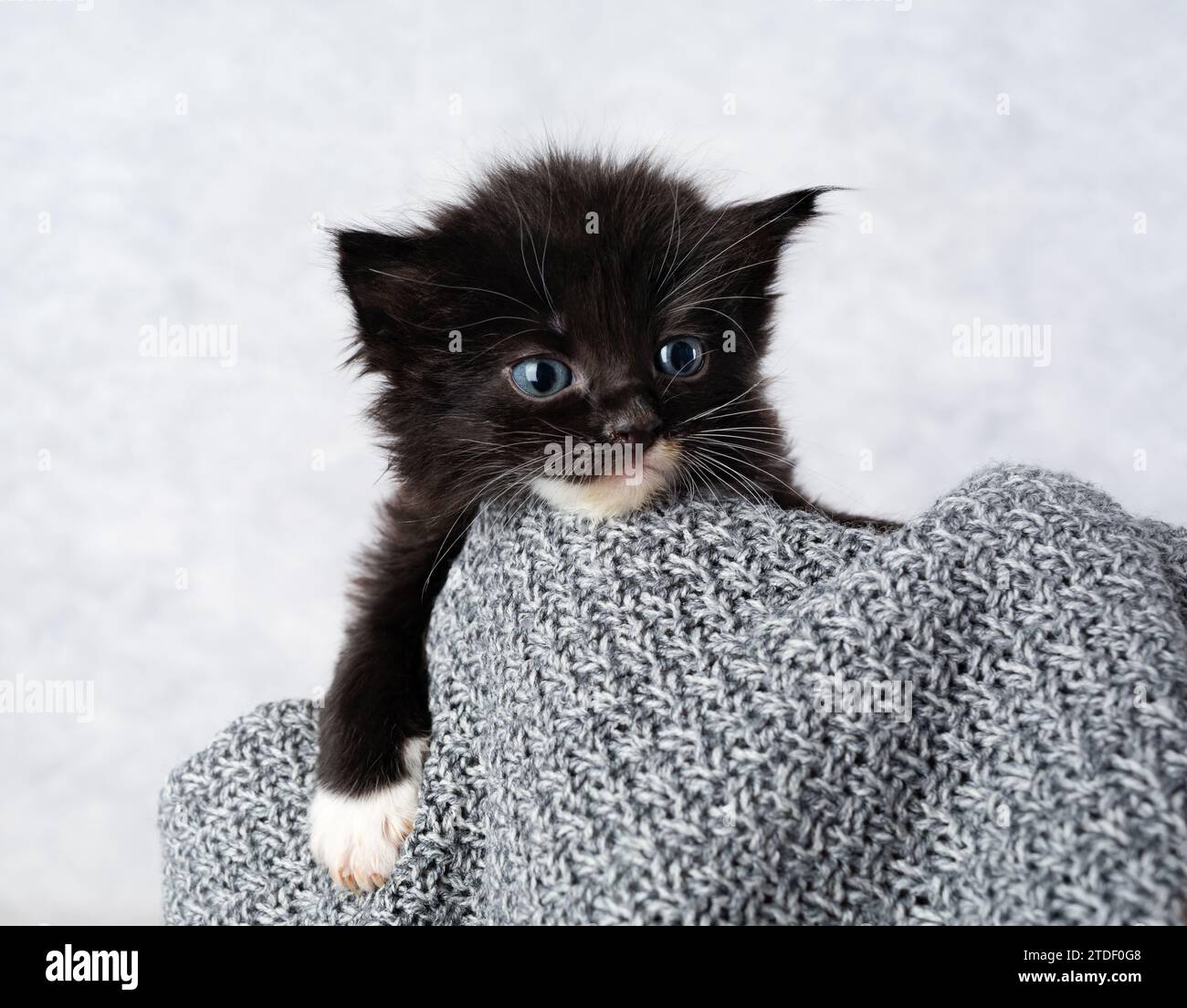 Close up bicolor cat hi-res stock photography and images - Alamy