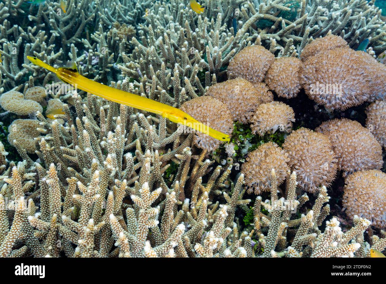 Trumpetfish aulostomus chinensis swimming underwater hi-res stock ...