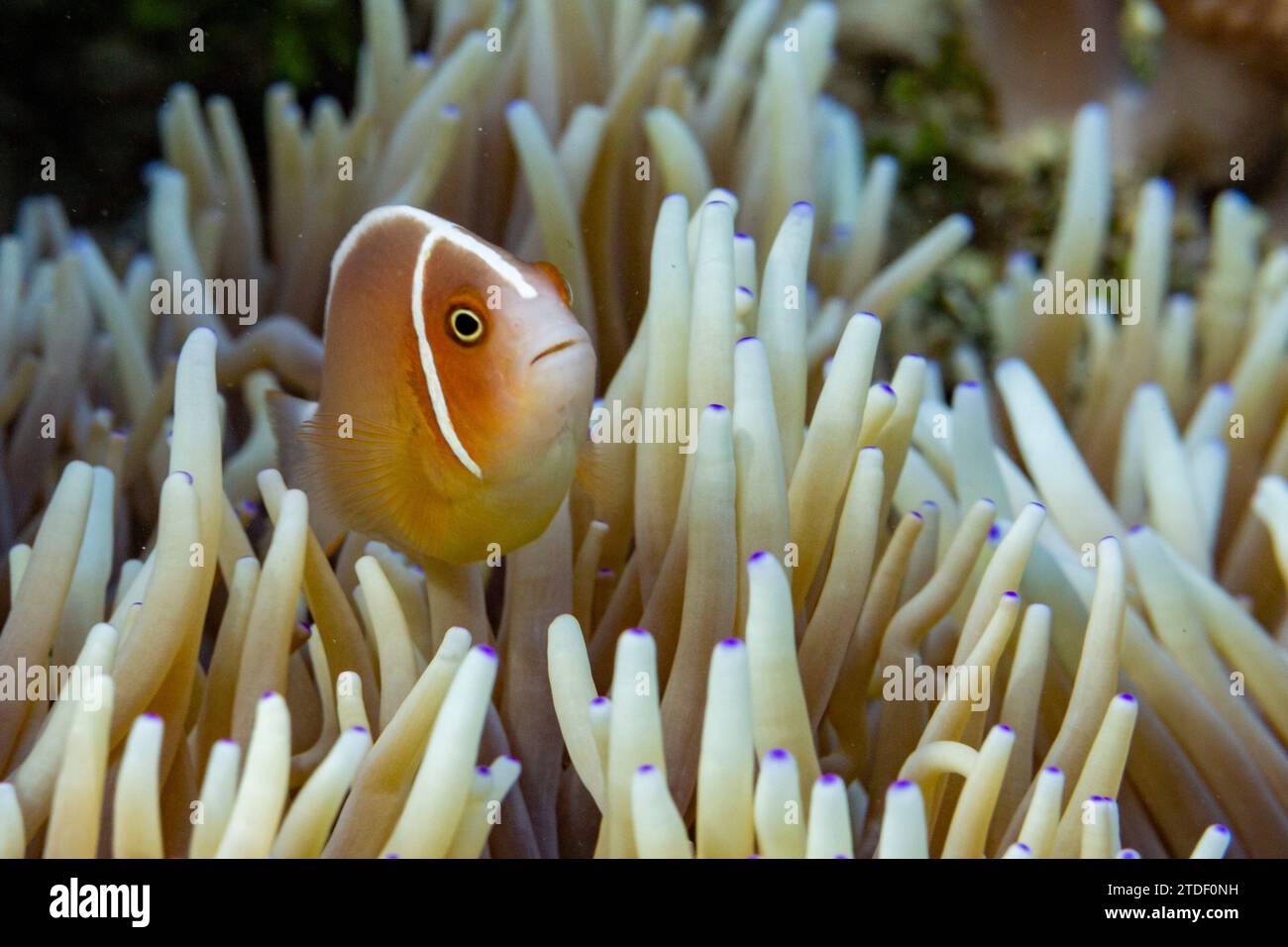 An adult pink skunk anemonefish (Amphiprion perideraion), swimming on ...