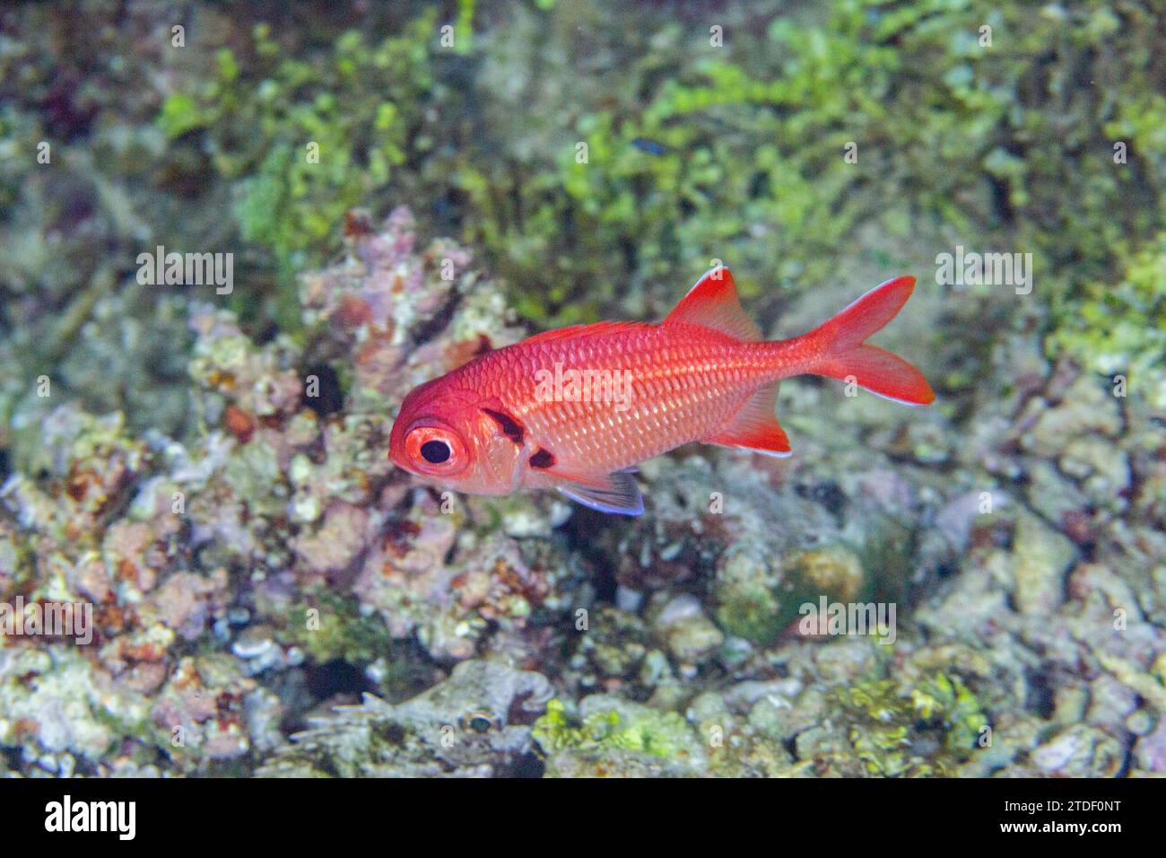 Myripristis spp hi-res stock photography and images - Alamy