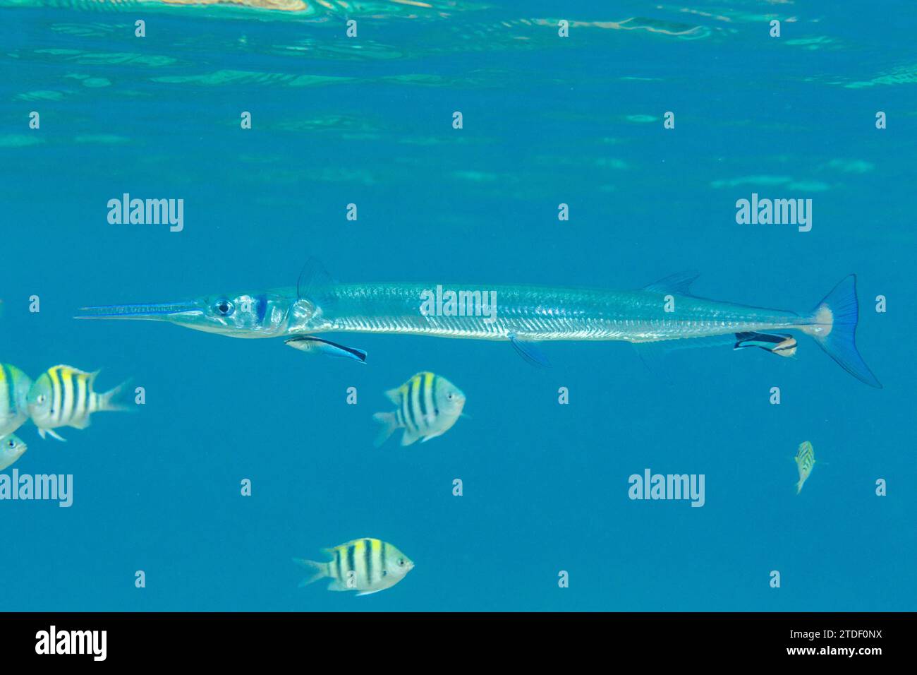 An adult crocodile needlefish (Tylosurus crocodilus) being cleaned on ...