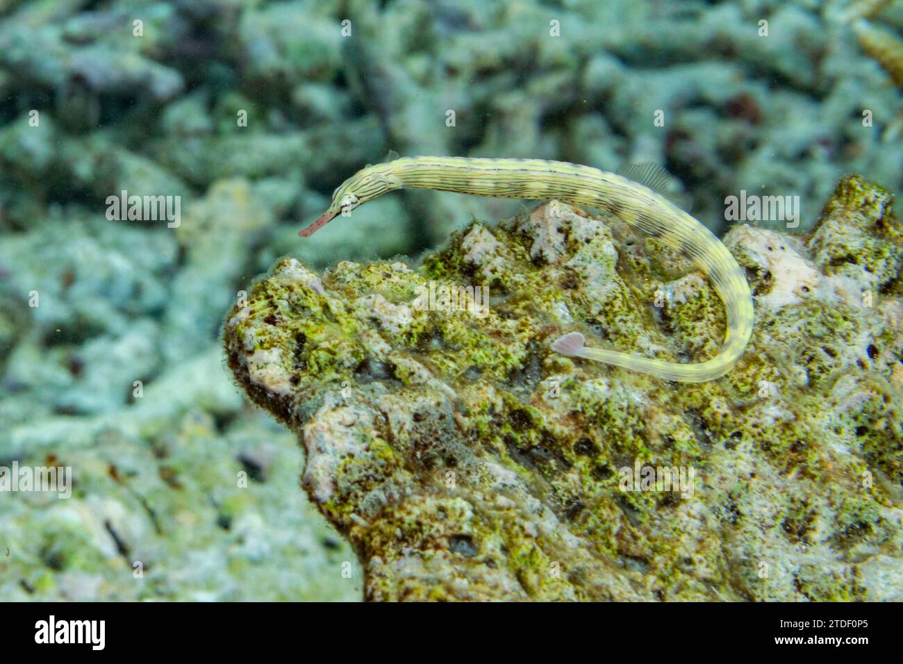 An adult banded pipefish (Dunckerocampus dactyliophorus), on the reef ...