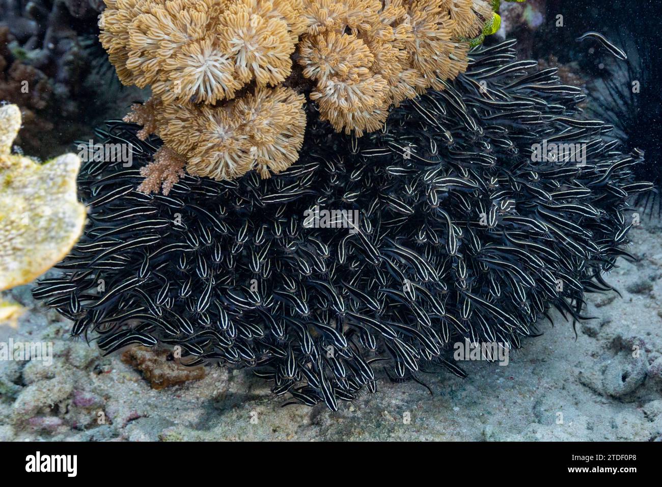 A school of striped eel catfish (Plotosus lineatus), swimming on the ...