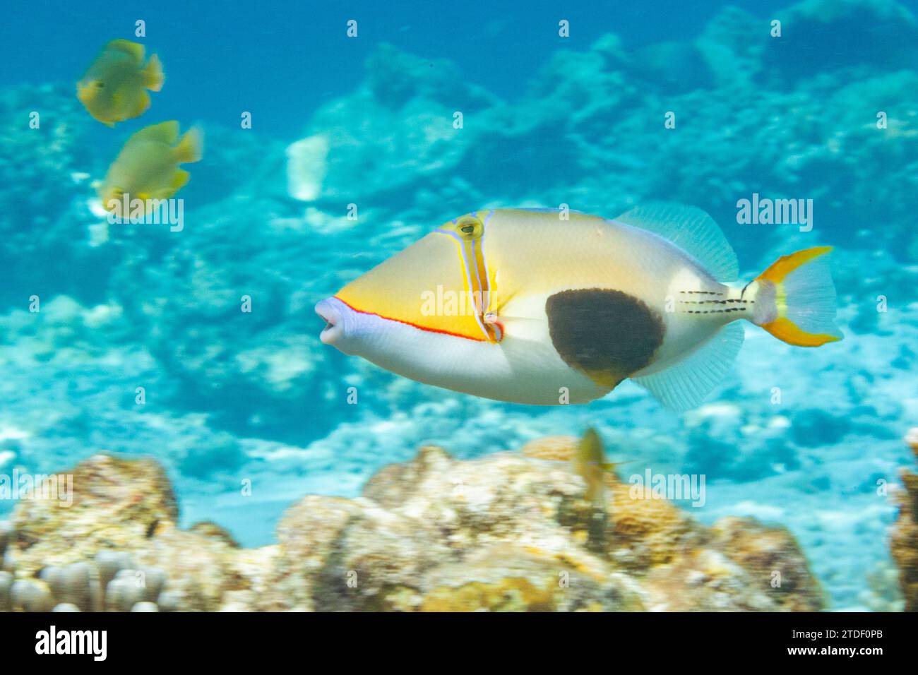 An adult blackpatch triggerfish (Rhinecanthus verrucosus), swimming on ...