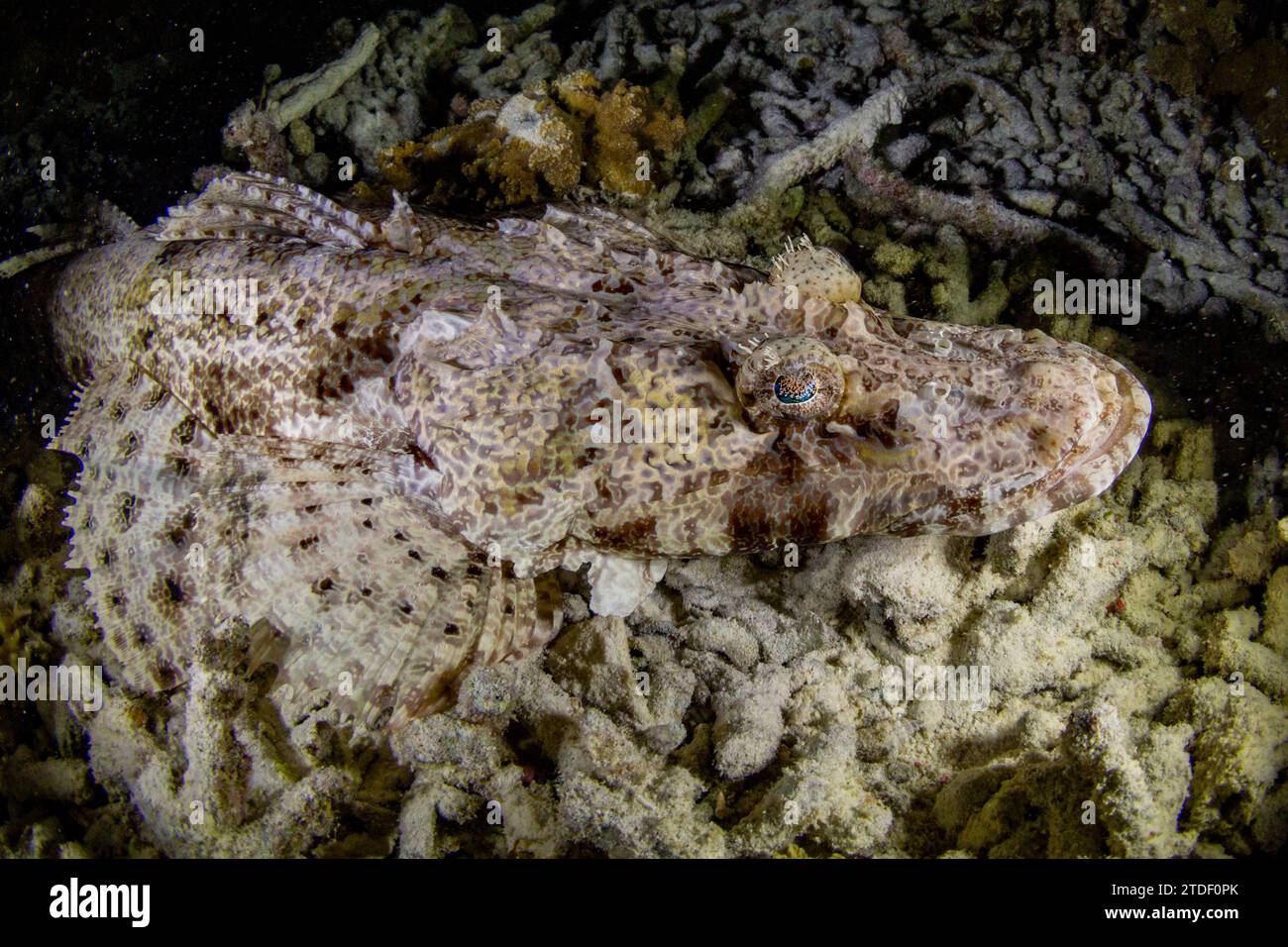 Flathead hi-res stock photography and images - Alamy