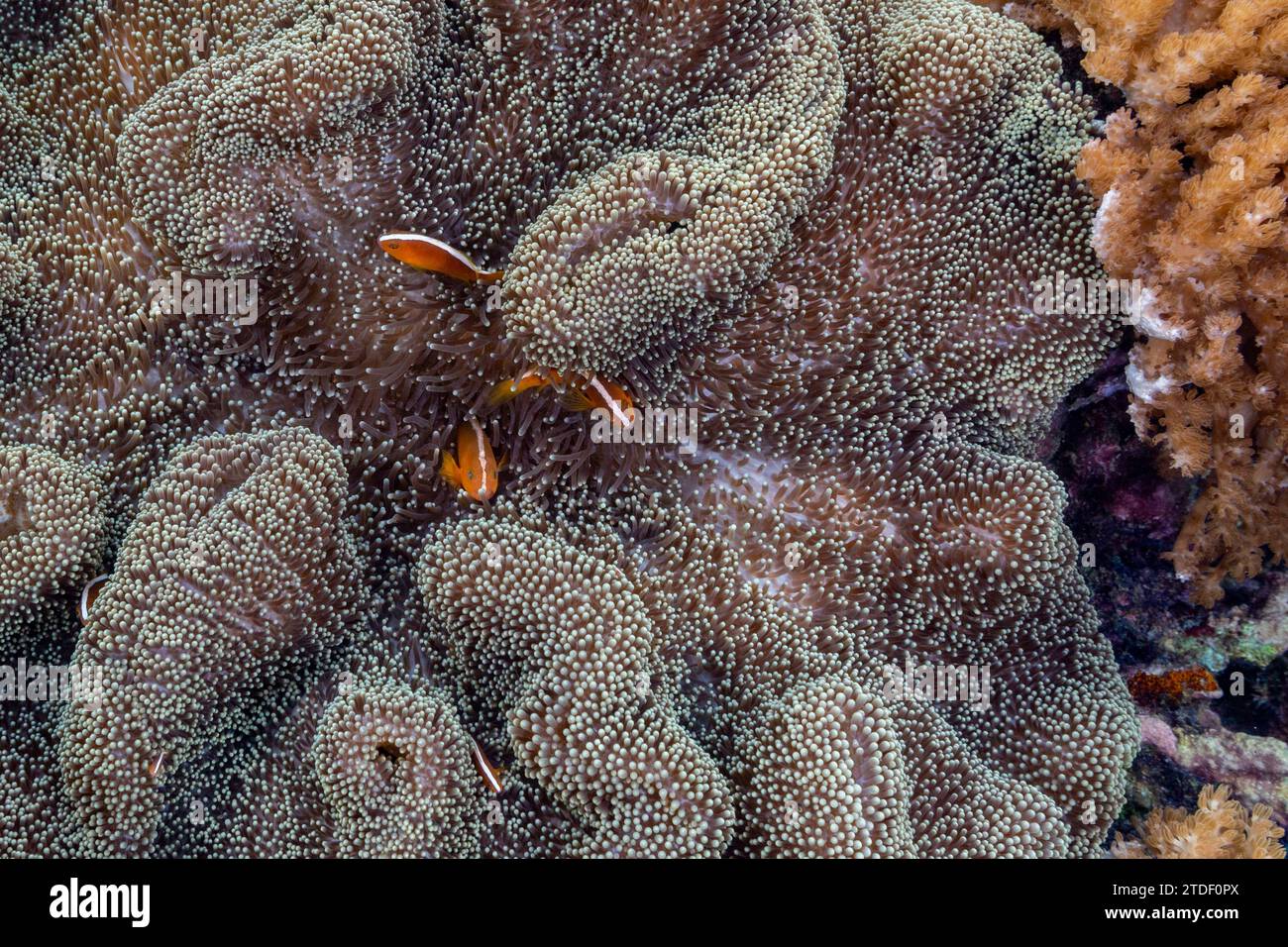 An adult orange skunk anemonefish (Amphiprion sandaracinos) swimming on ...