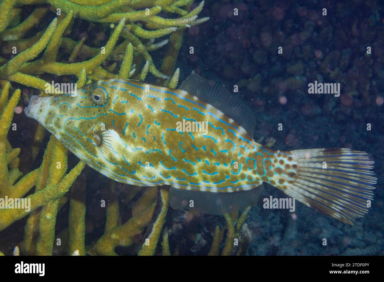 An adult scrawled filefish (Aluterus scriptus), on the reef off Kri ...