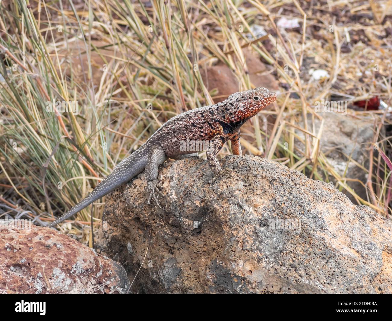 Adult male Galapagos lava lizard (Microlophus albemarlensis), Santa ...