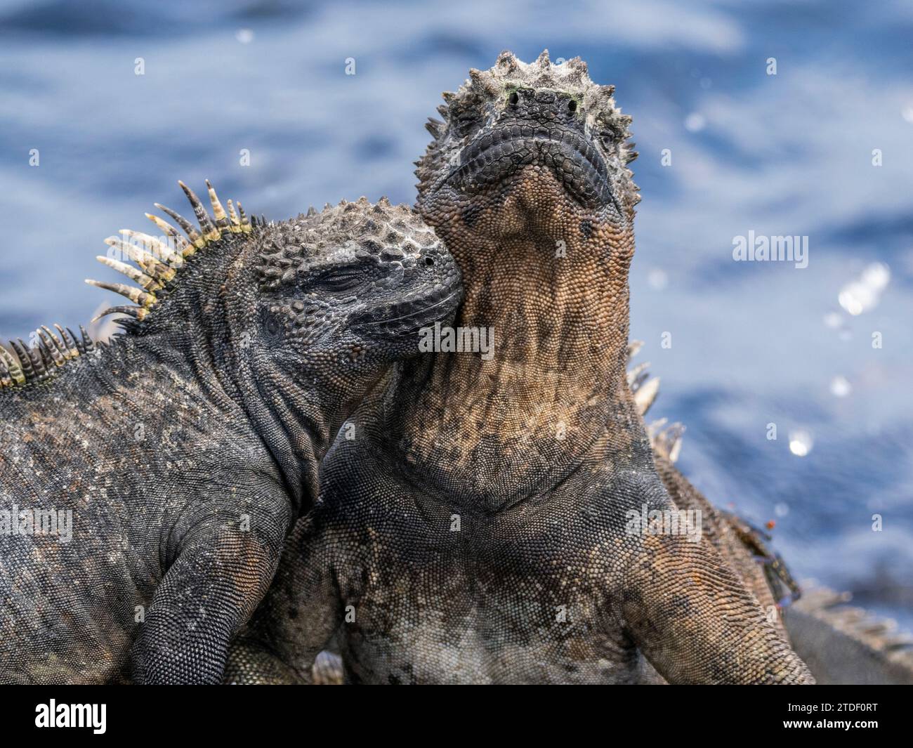 Adult Galapagos marine iguanas (Amblyrhynchus cristatus), basking on ...