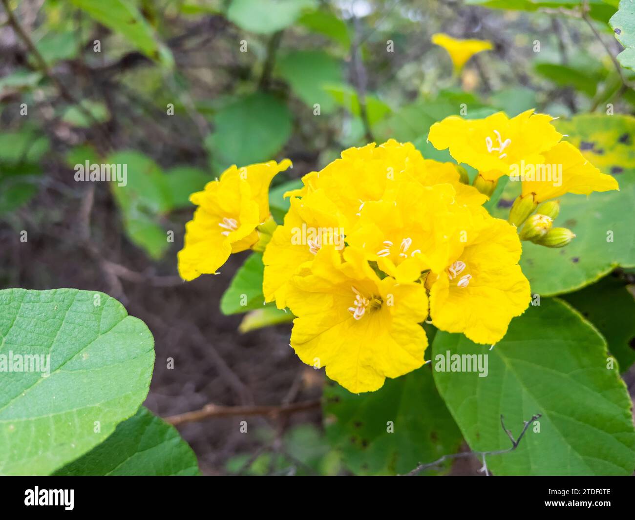 Yellow cordia (Cordia lutea), Urbina Bay, Santiago Island, Galapagos ...
