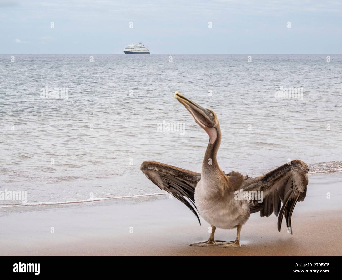 Juvenile brown pelican (Pelecanus occidentalis), in Buccaneer Cove ...